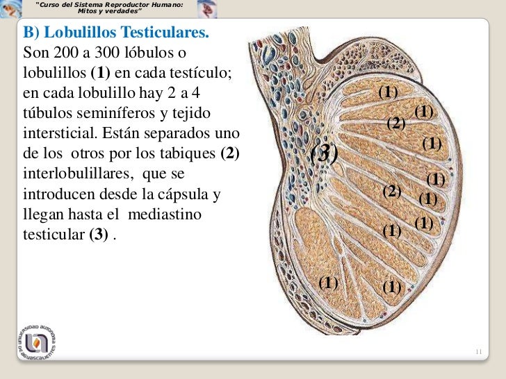 Testiculos