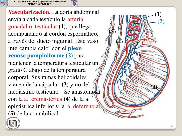 Testiculos