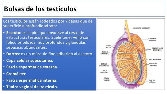 Enfermedades En El Escroto Imagen