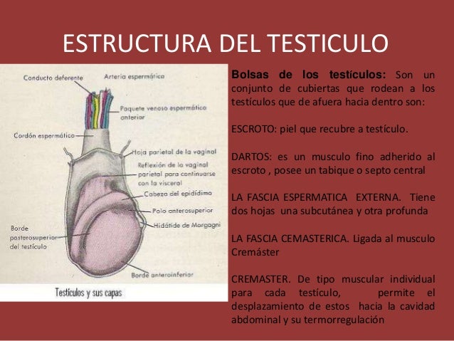 Testiculos 2010