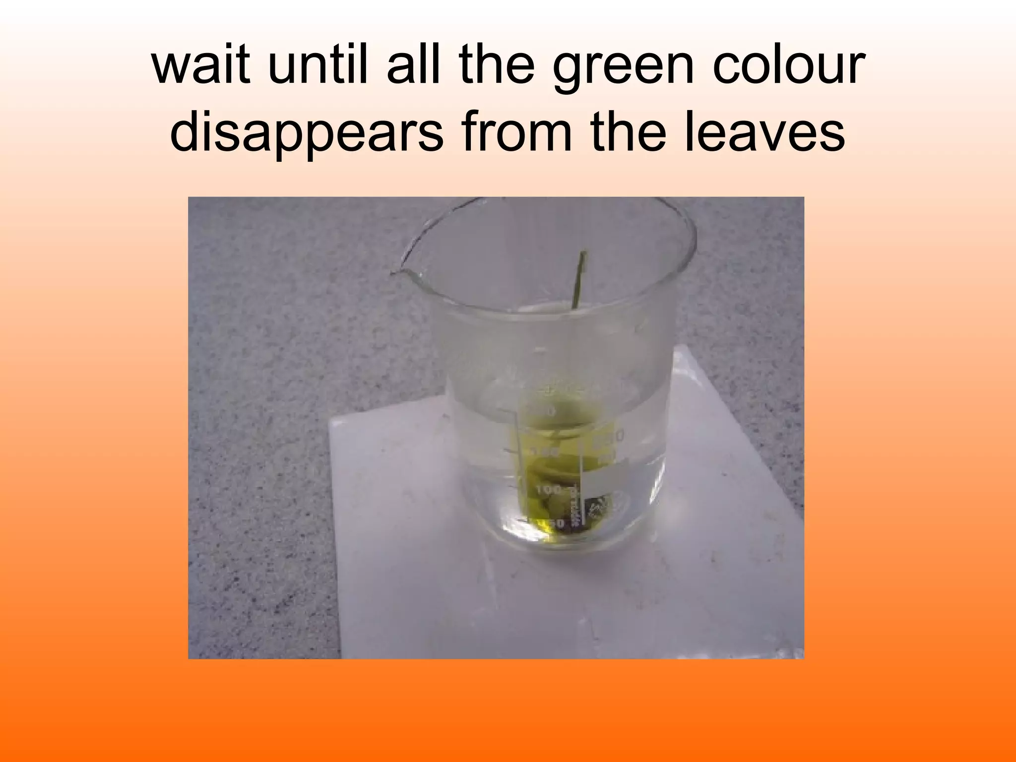 Testing A Leaf For Starch | PPT