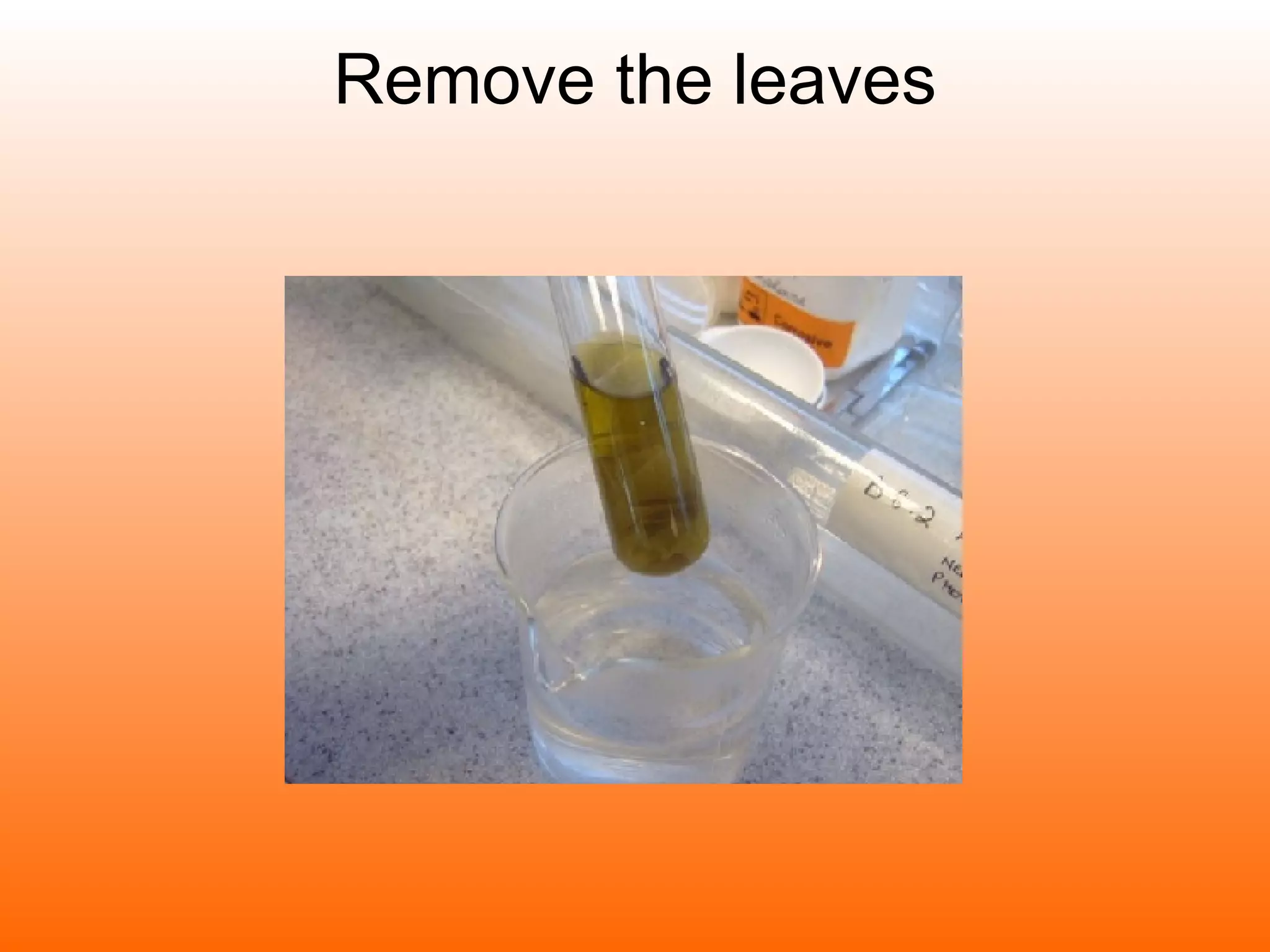 Testing A Leaf For Starch | PPT
