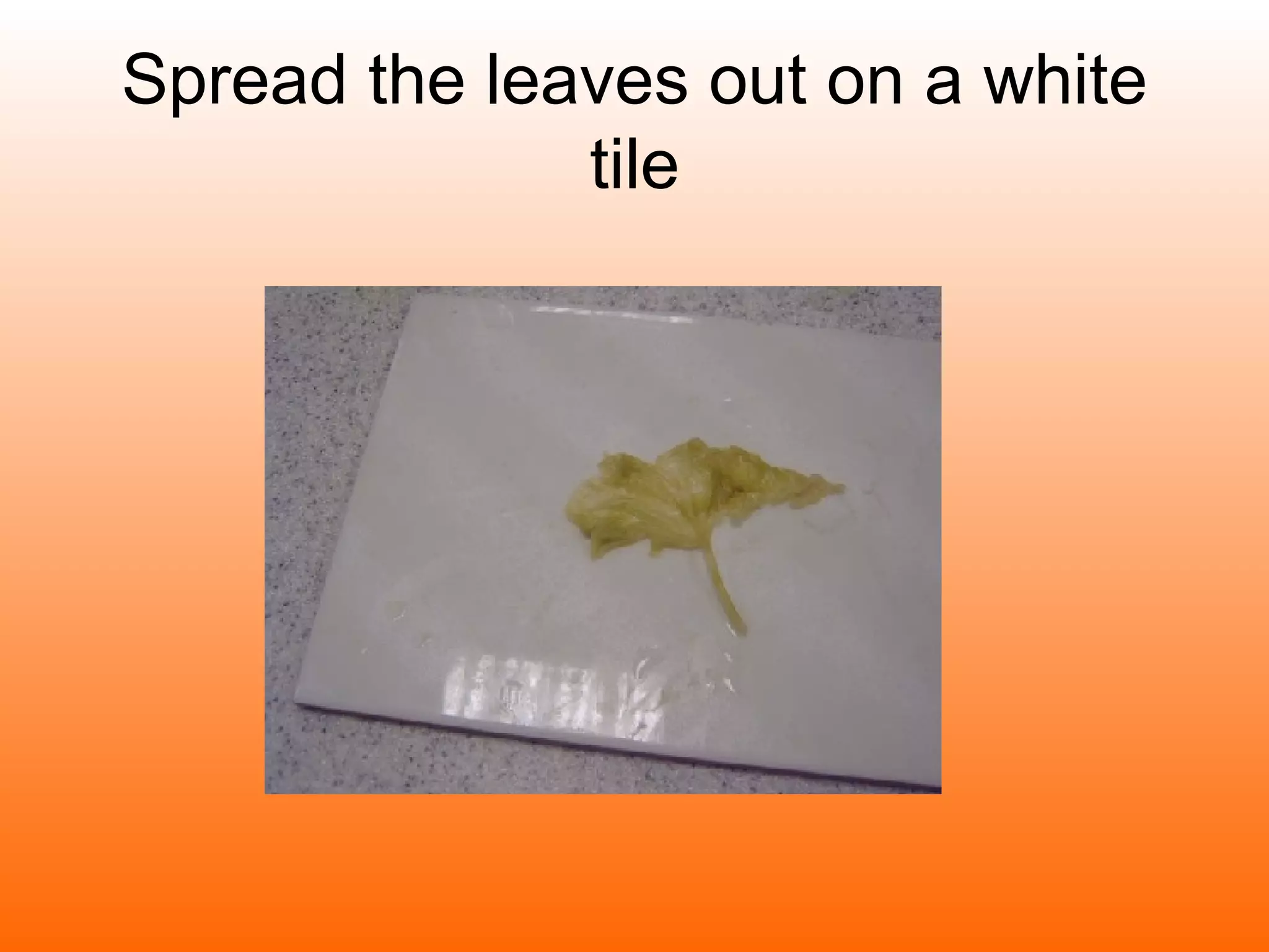 Testing A Leaf For Starch | PPT
