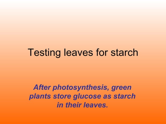 Testing A Leaf For Starch | PPT
