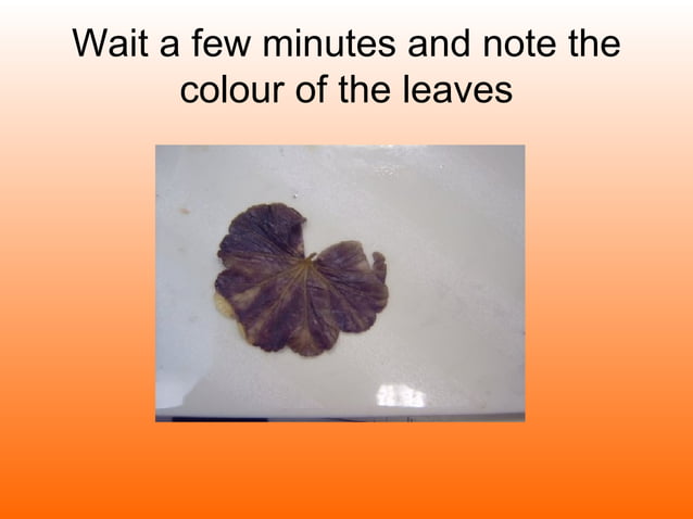 Testing A Leaf For Starch | PPT
