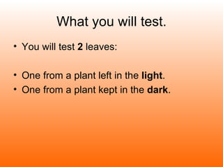 Testing A Leaf For Starch | PPT