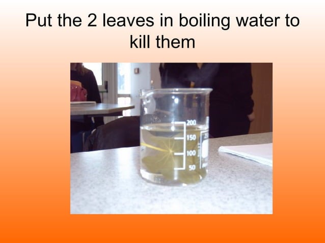 Testing A Leaf For Starch | PPT