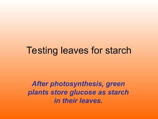 Testing Leaves for Starch to Understand Photosynthesis | PPT