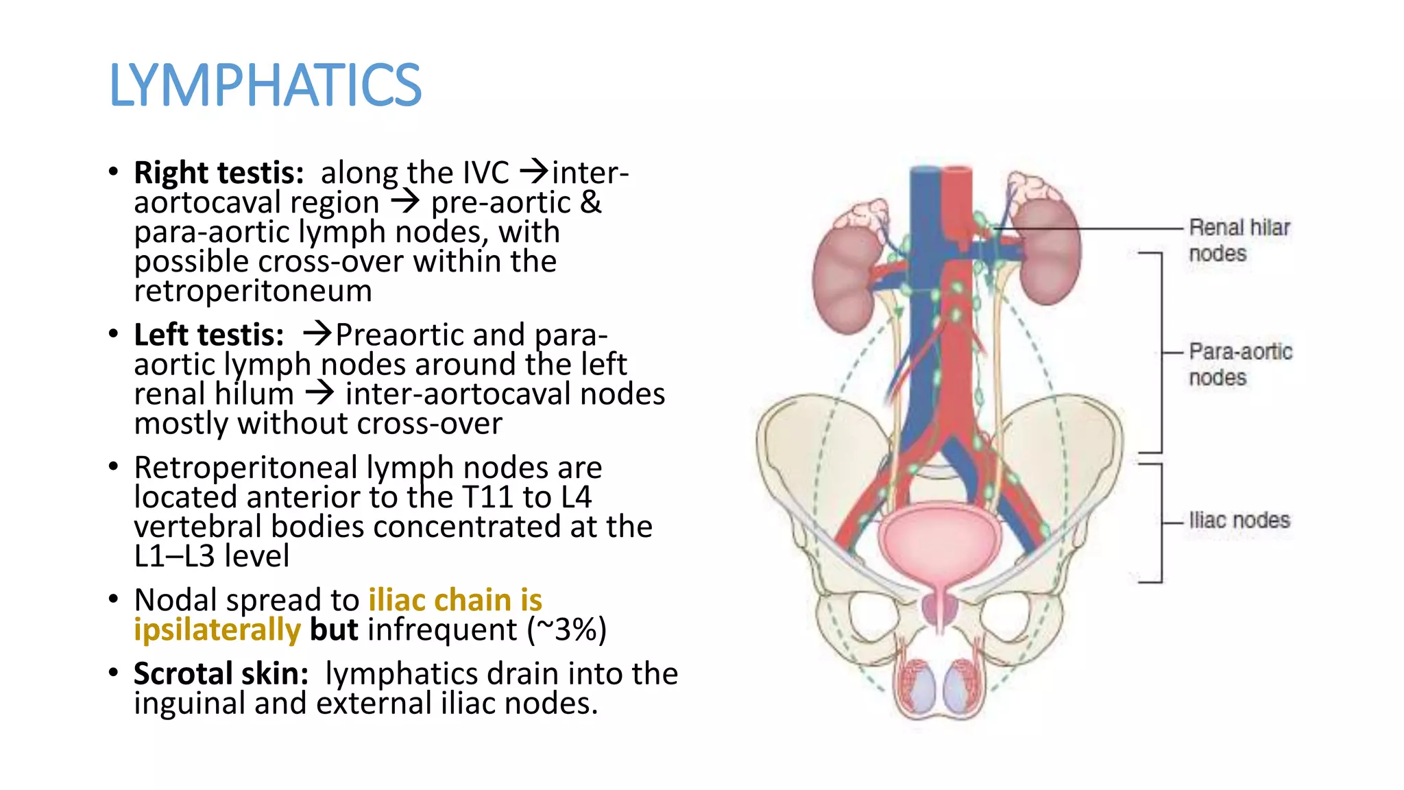 Testicular Cancer | PPTX