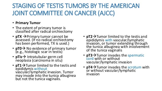 Cisto Testicular Vs Cancer