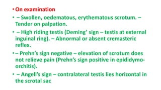 TESTIS.pptx | Free Download