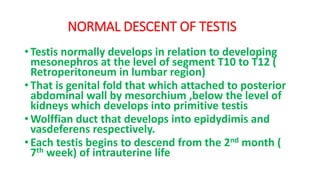 TESTIS.pptx