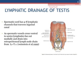 Testis carcinoma- management- lymphatic drainage and rplnd | PDF
