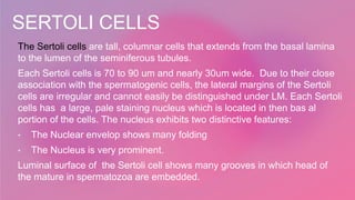Testis and duct system.pptx