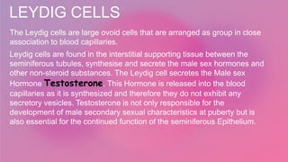 Testis and duct system.pptx