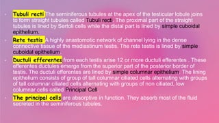 Testis and duct system.pptx