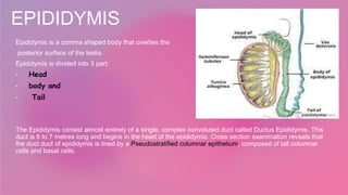 Testis and duct system.pptx
