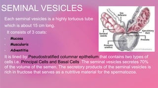 Testis and duct system.pptx