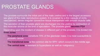 Testis and duct system.pptx
