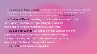 Testis and duct system.pptx