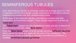 Testis and duct system.pptx