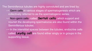 Testis and duct system.pptx