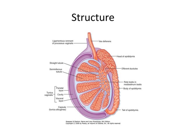 Testis & spermatic cord | PPTX
