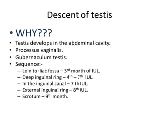 Testis & spermatic cord | PPTX