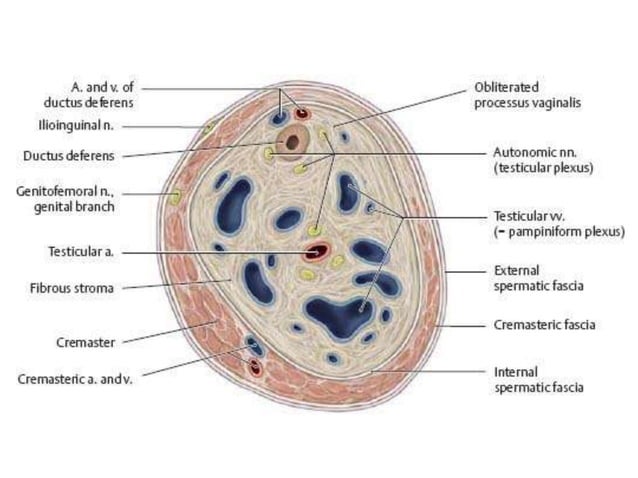 Testis & spermatic cord