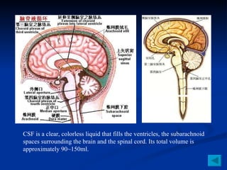 Test Of Cerebrospinal Fluid And Serous Membrance Effusion | PPT