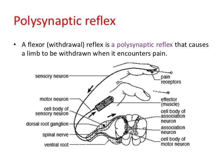 Test of human reaction capacity