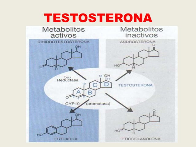 Testosterona y derivados anabolizantes | PPT