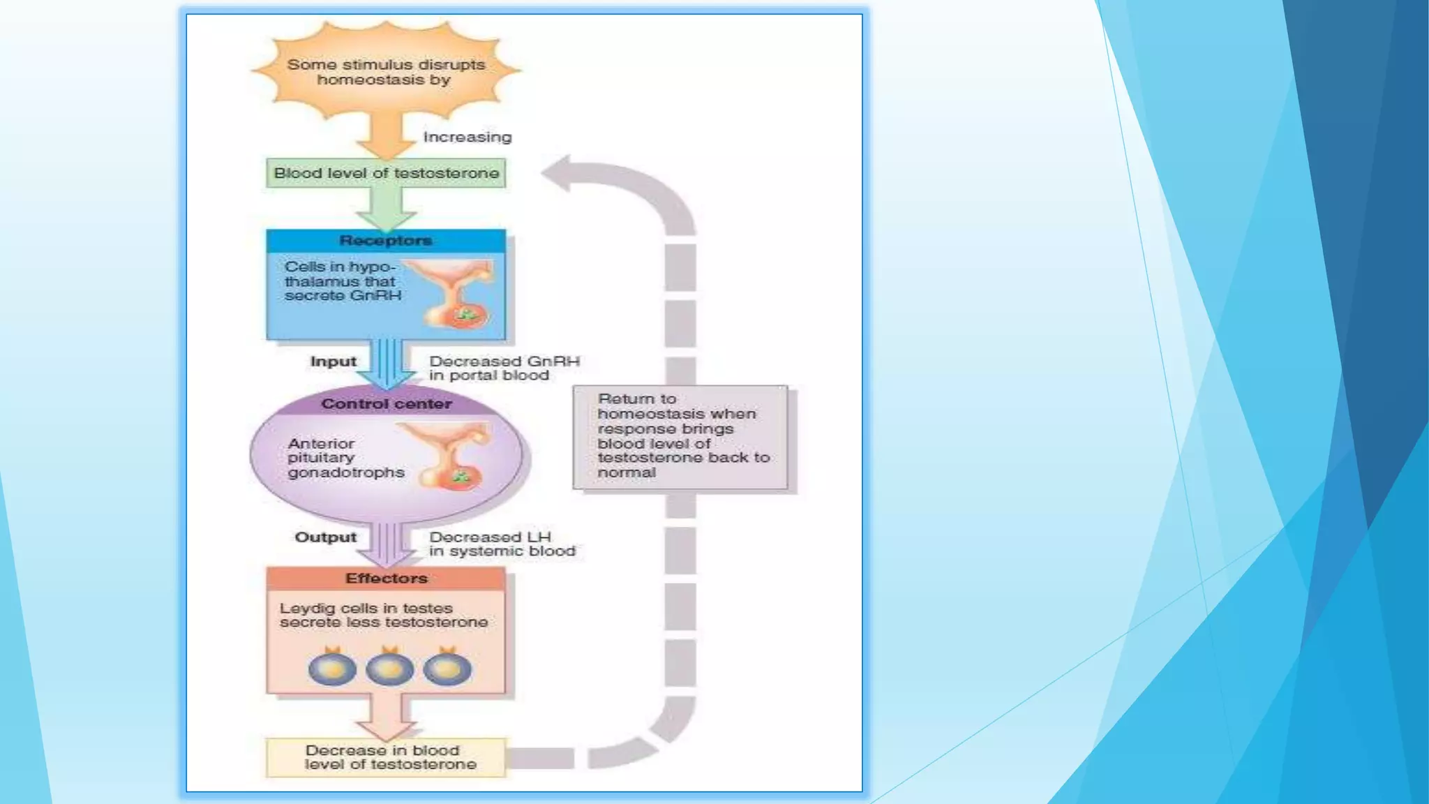 Testosterone-Primary male androgen hormone synthesis | PPT