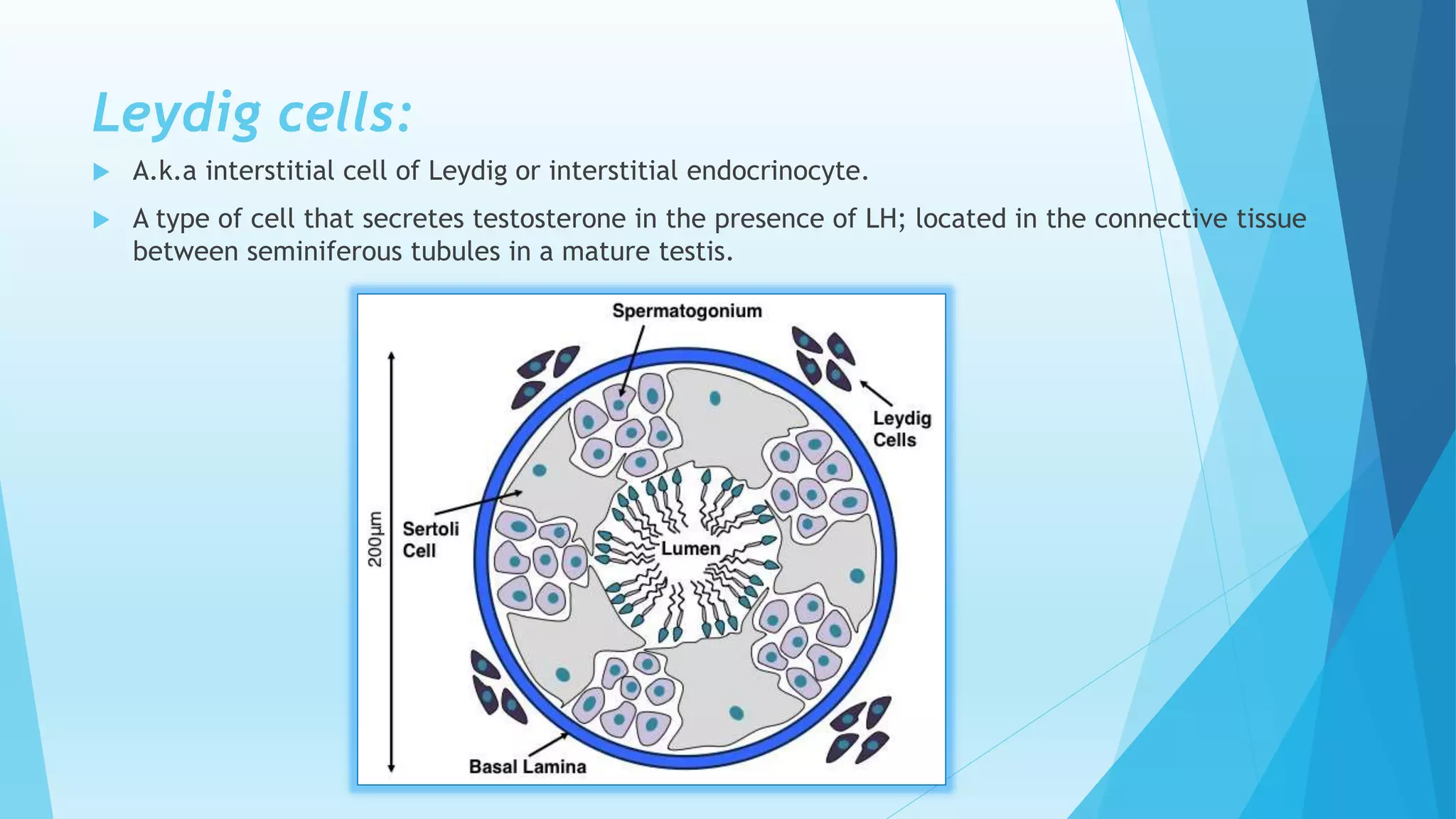 Testosterone-Primary male androgen hormone synthesis | PPTX