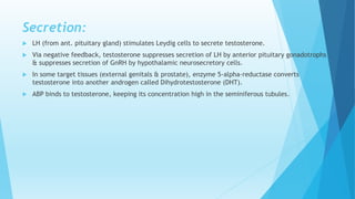 Testosterone-Primary male androgen hormone synthesis | PPT
