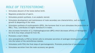 Testosterone-Primary male androgen hormone synthesis | PPT