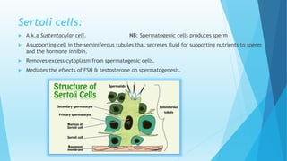 Testosterone-Primary male androgen hormone synthesis | PPT
