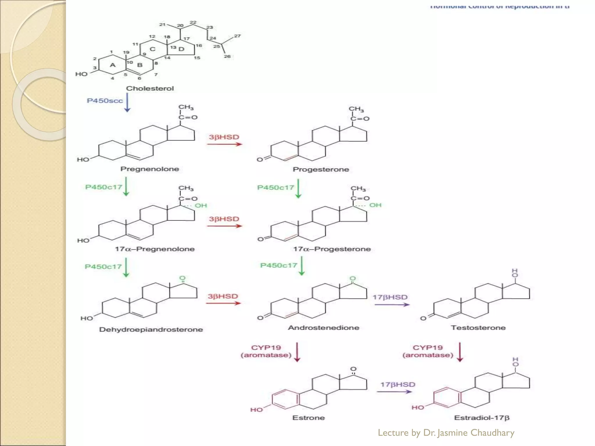 Testosterone.pdf