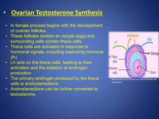 Testosterone.pptx