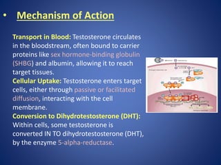 Testosterone.pptx