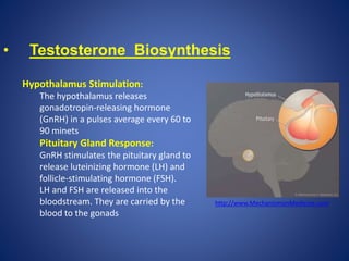 Testosterone.pptx