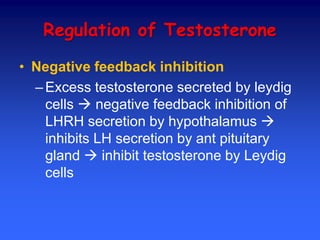 Testosterone%20production%20n%20function.pptx