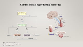 Testosterone and other male sex hormones | PPTX