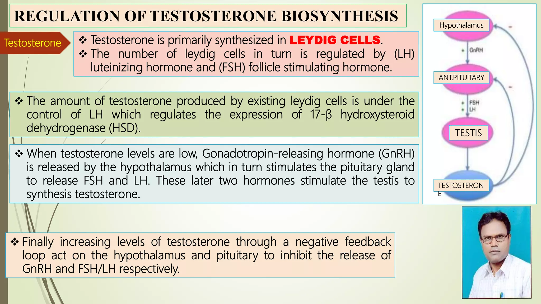 Testosterone Hormone | PPTX