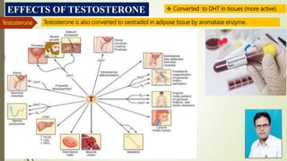 Testosterone Hormone | PPTX