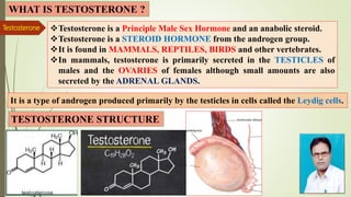Testosterone Hormone | PPTX