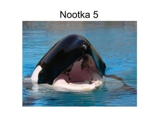 Orca Teeth | PPT