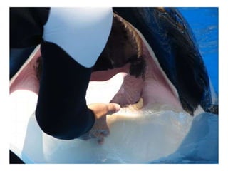 Orca Teeth | PPT