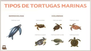 TESTUDINES[1]................................... | PPTX