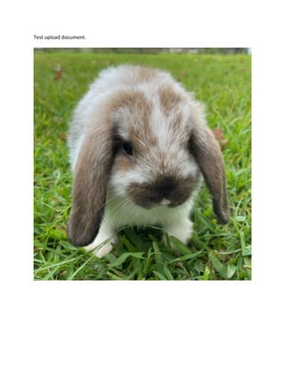 Test upload document pdf2 | PDF